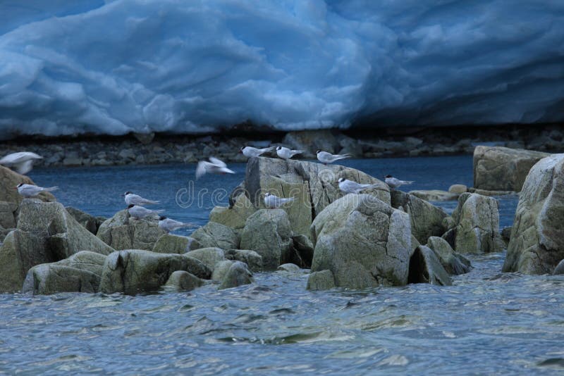 Colony of Sea Terns in Antarctica Stock Photo - Image of colony, tierra ...