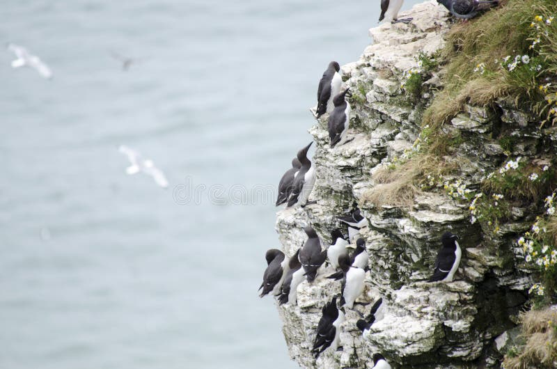 Colony of Seabirds on a Cliff Edge Stock Image - Image of bassanus ...