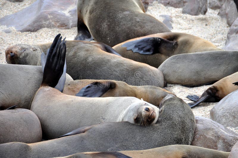 Colony of Seals on Cape Cross Stock Image - Image of animal, fauna ...