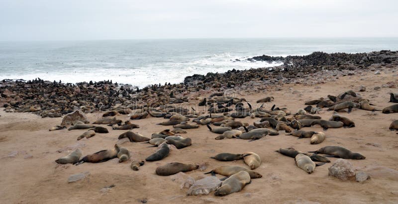Colony of Seals on Cape Cross Stock Photo - Image of carnivore ...