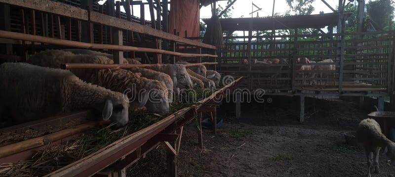 Colony of Sheep Having Their Afternoon Meal Stock Image - Image of ...
