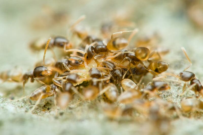 A Colony of Small Ants is Feeding in a Swarm Stock Image - Image of ...