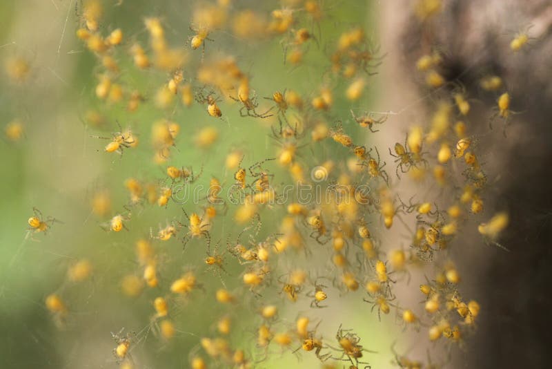 A Colony of Small Baby Spiders Stock Image - Image of macro, insect ...