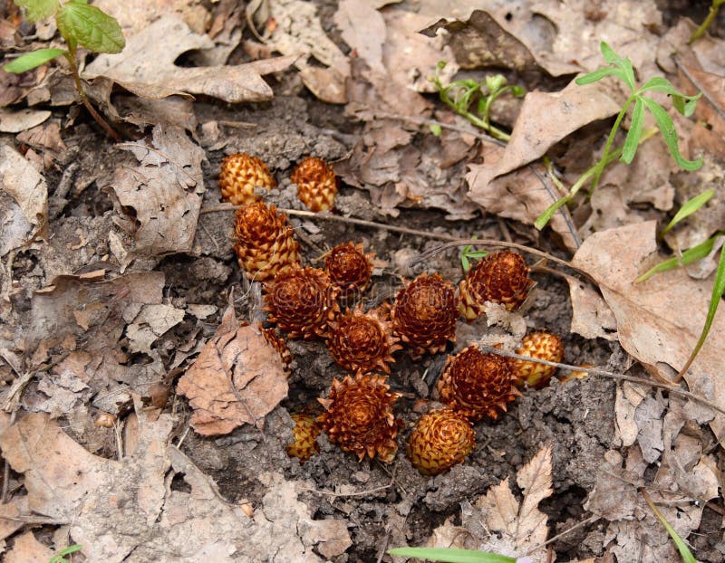 A Colony of Root Plants Emerging in a Spring Forest. Stock Photo ...