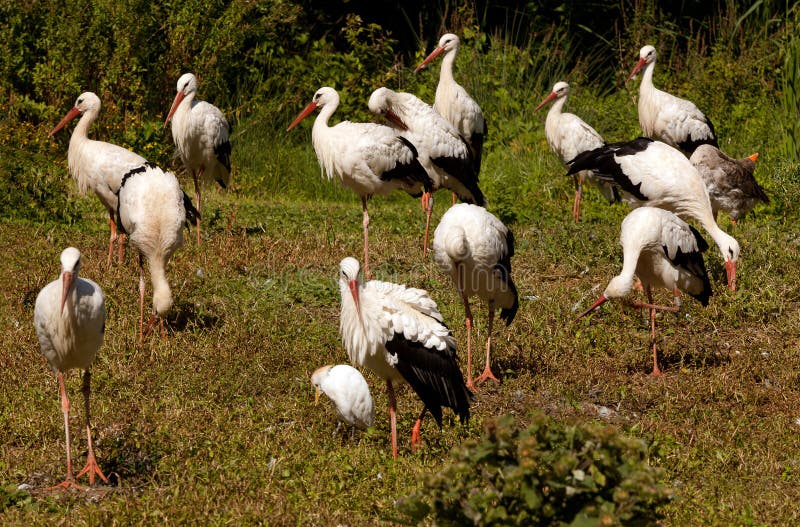 Colony of storks stock image. Image of outdoors, birdwatching - 23639043