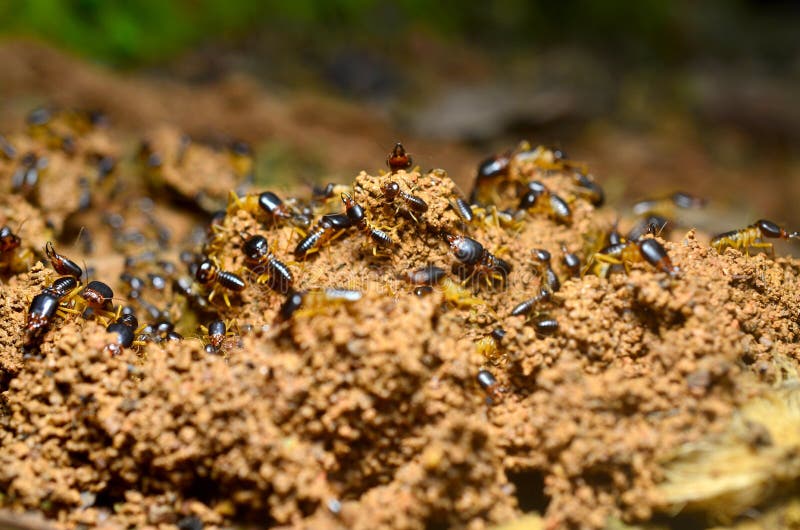 Termite Colony Stock Images - Download 1,087 Royalty Free Photos