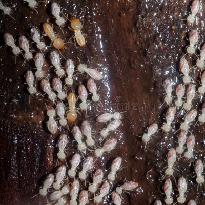 Colony of termites stock image. Image of timber, wood - 17497533