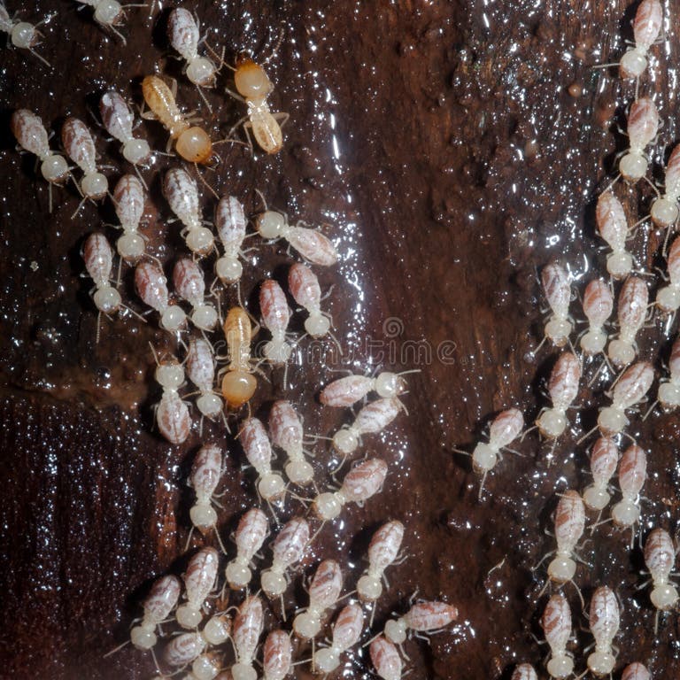 Colony of termites stock image. Image of timber, wood - 17497533