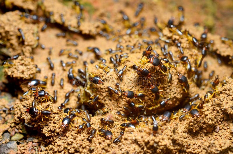 Termites Colony stock image. Image of soil, colony, land - 13487853