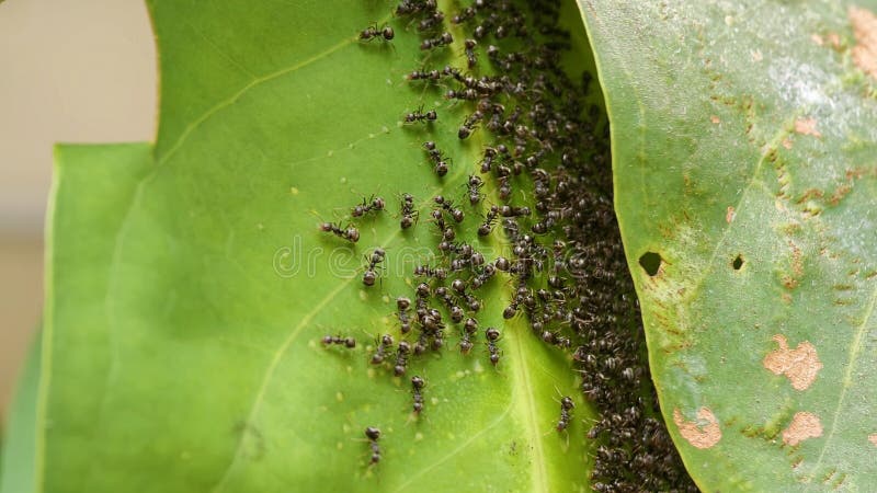 Colony of Tiny Black Ants Swarming a Green Leaf Surface Infested with ...