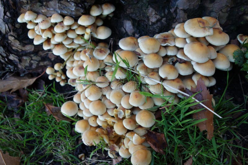 Colony of Toadstools stock image. Image of forest, colony - 161251175