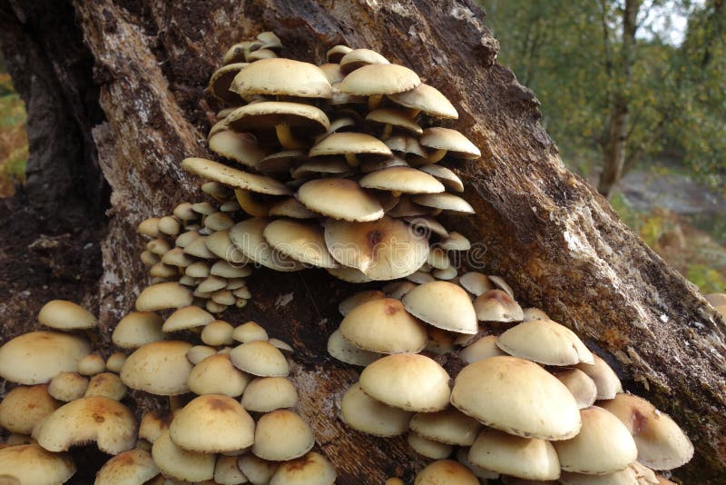 Colony of Toadstools Growing on a Tree Stock Image - Image of growing ...