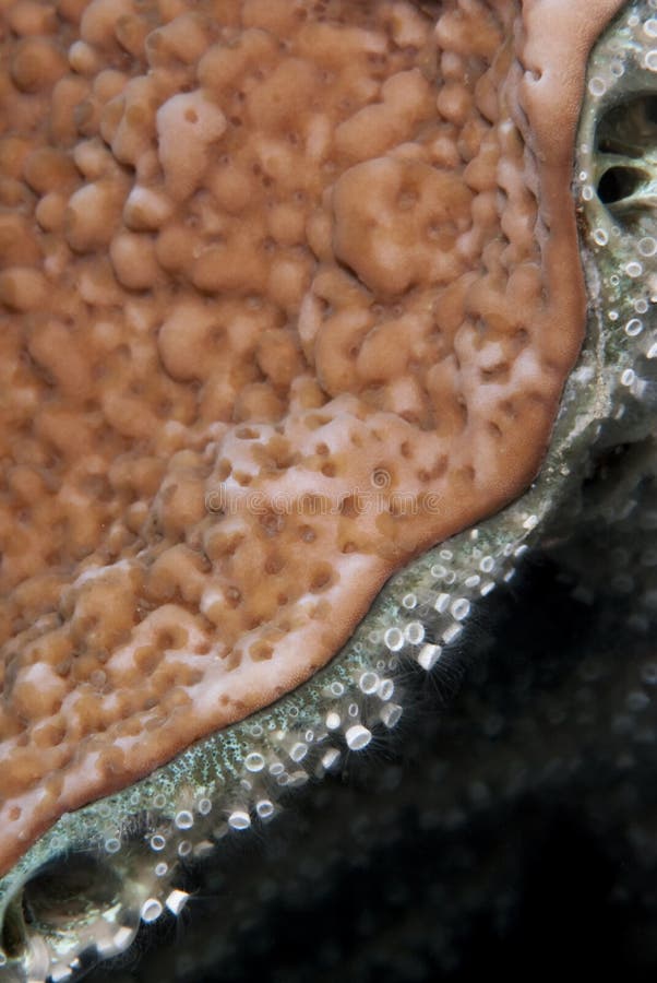 Colony of Tubular Sponge Polyps. Stock Photo - Image of diagonal ...