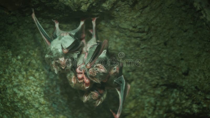 A Colony of Vampire Mice Hanging Upside Down on the Ceiling of a Dark ...