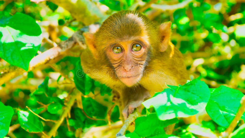 A monkey in the wild. stock image. Image of animal, wild - 245083917