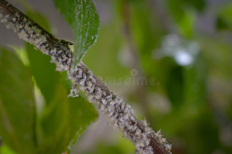 Insect Attacking Aphids Stock Photos - Free & Royalty-Free Stock Photos ...