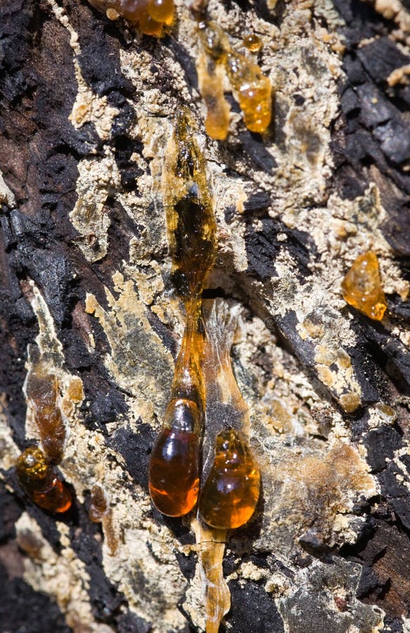 Résine sur l'arbre image stock. Image du vieux, arbre - 8496421