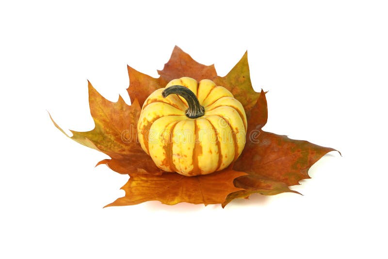 Coloquintes Stock Photos - Free & Royalty-Free Stock Photos from Dreamstime