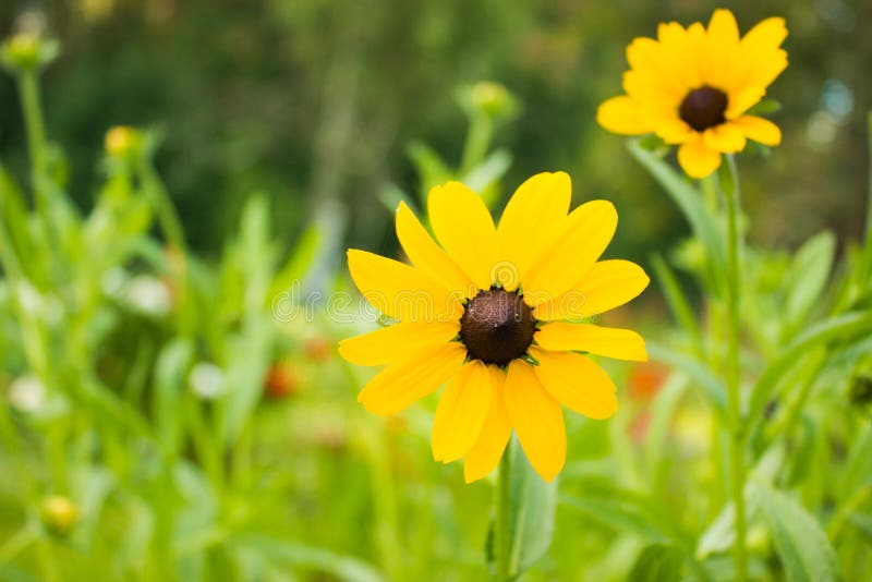 Color Amarillo Del Rudbeckia Imagen de archivo - Imagen de verde ...