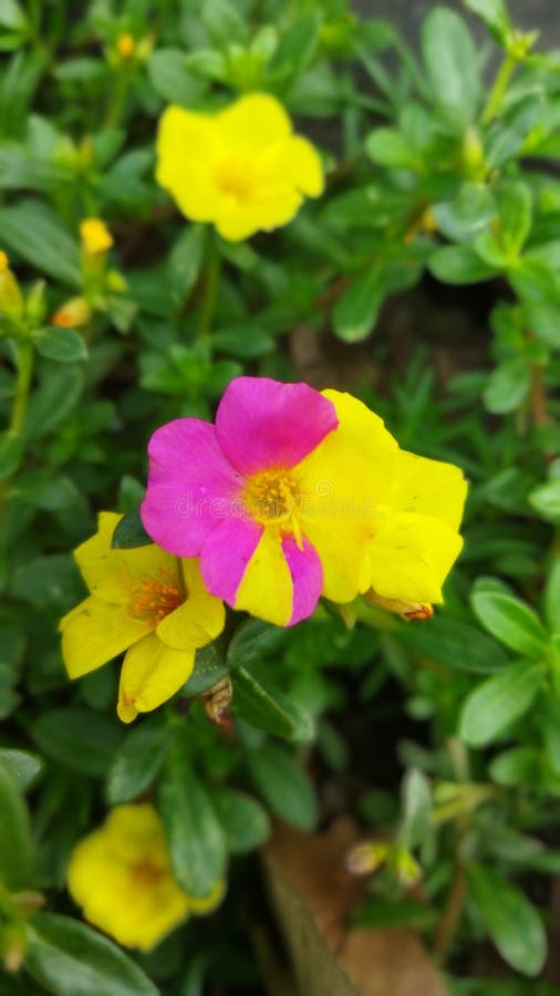 Color Amarillo Y Rosa Combinan Flor Foto de archivo - Imagen de flor ...