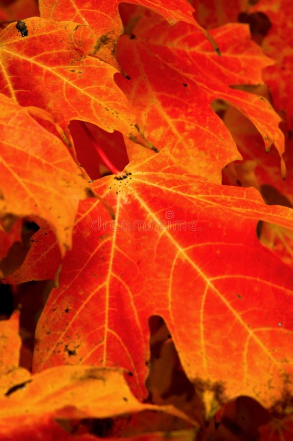 Color anaranjado ardiente foto de archivo. Imagen de rojo - 3227096