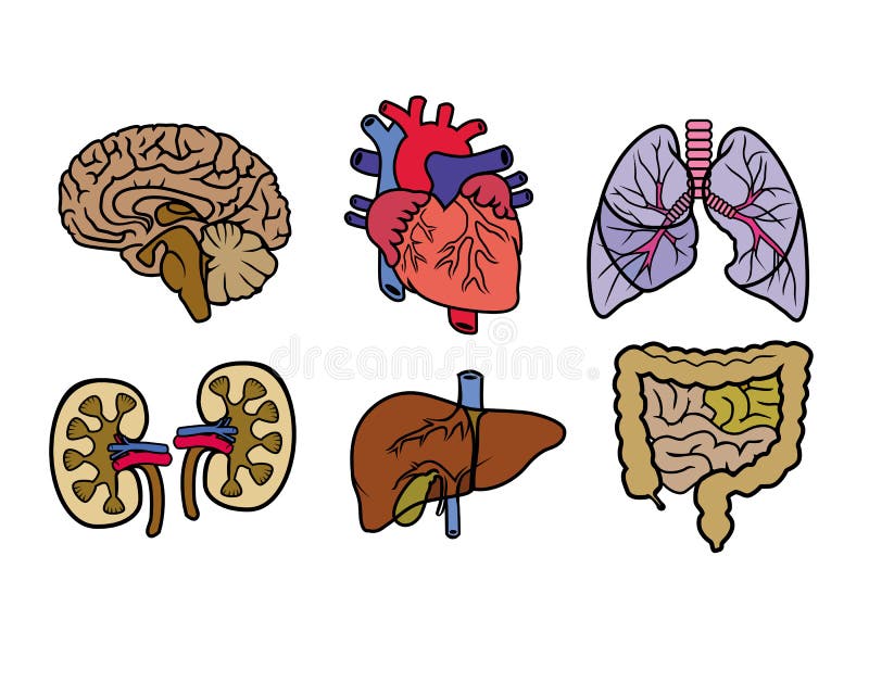 Anatomy - Brain 2 stock vector. Illustration of human - 7844827