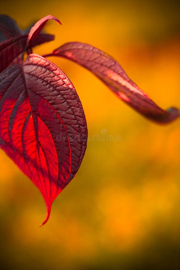 Warm Autumn Background stock image. Image of warm, foliage - 103424683