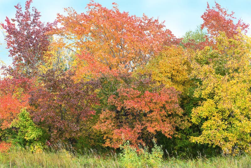 Color autumn trees and sky stock image. Image of lush - 60454189