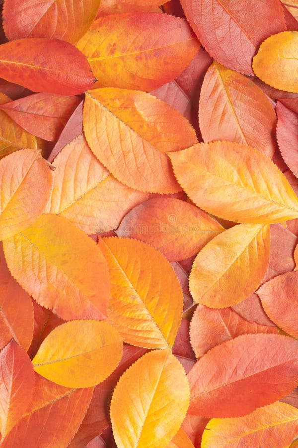 Color Autumnal Leaves Background Stock Photo - Image of environment ...