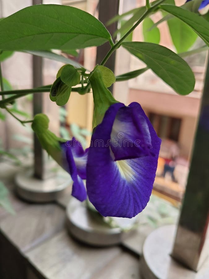 Color Azul De Las Plantas Interiores Foto de archivo - Imagen de verde ...