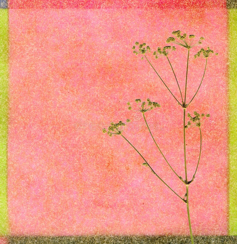 Color Background with Fennel Stock Illustration - Illustration of macro ...