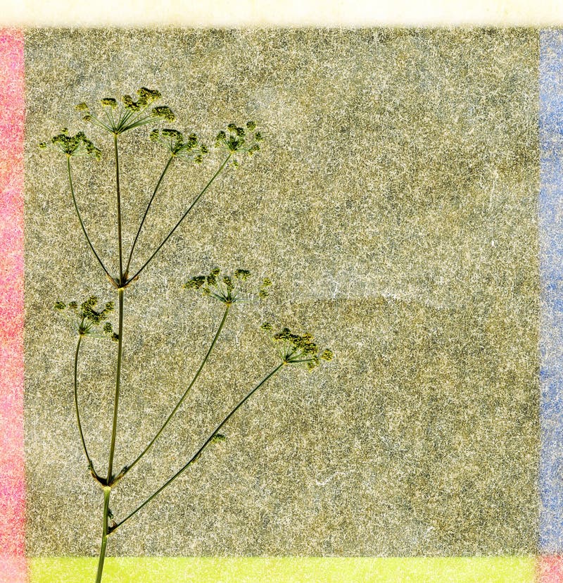 Color Background With Fennel Stock Photo - Image of color, closeup ...