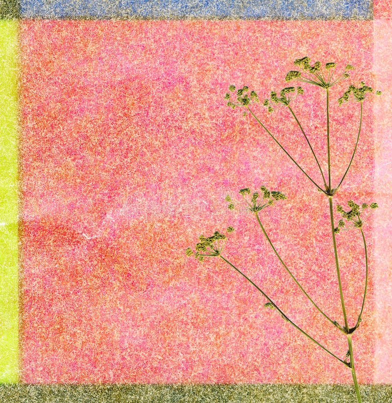 Color Background with Fennel Stock Photo - Image of detailed ...