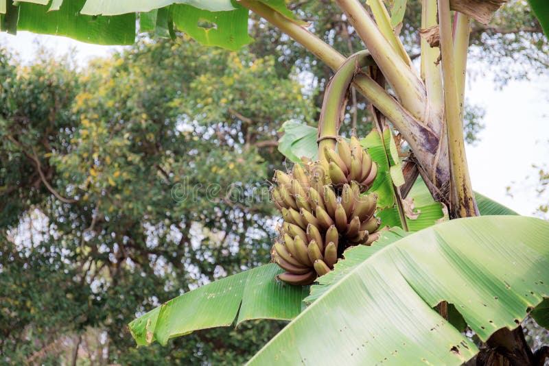 Color of banana on tree stock photo. Image of asia, brown - 195539956