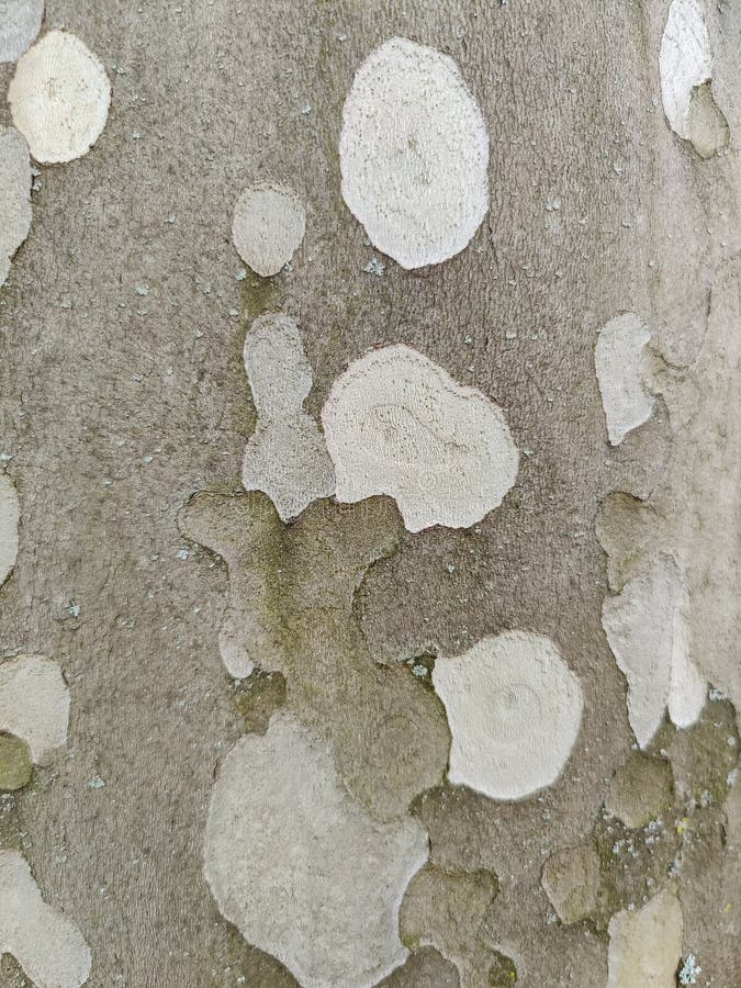 3,212 Sycamore Tree Color Chart Stock Photos - Free & Royalty-Free ...