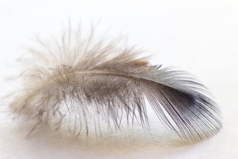 Color Bird Feather Lying on the White Paper Stock Image - Image of waft ...