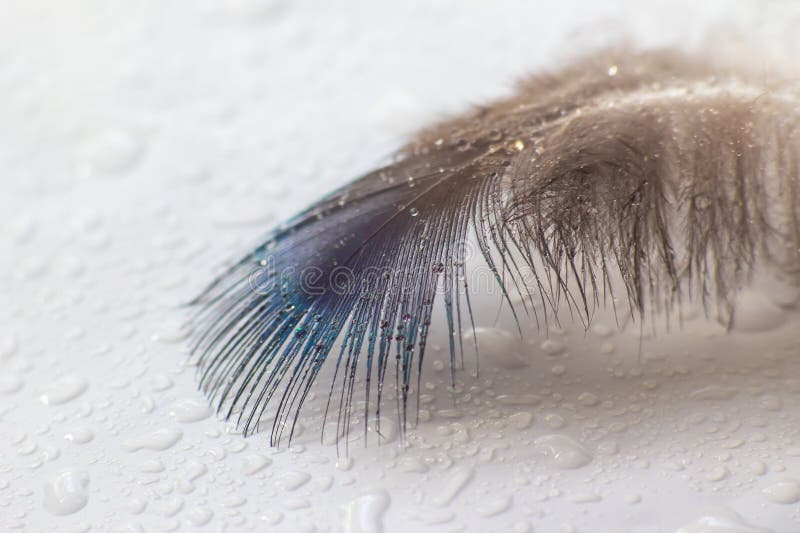 Color Bird Feather Lying on the White Paper Stock Image - Image of ...