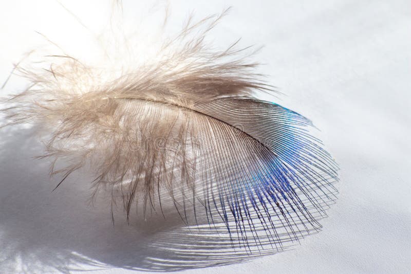 Color Bird Feather Lying on the White Paper Stock Image - Image of ...