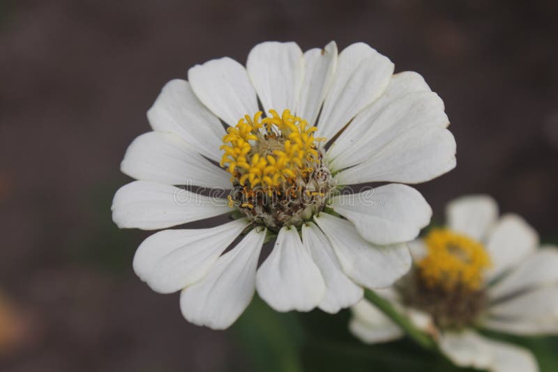 Color Blanco De La Flor De Zinnia Peruana Imagen de archivo - Imagen de ...