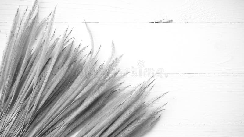 Color Blanco Y Negro Del Trigo Imagen de archivo - Imagen de alimento ...