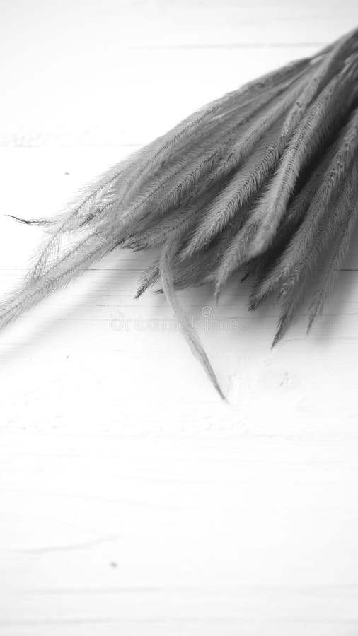 Color Blanco Y Negro Del Trigo Imagen de archivo - Imagen de primer ...
