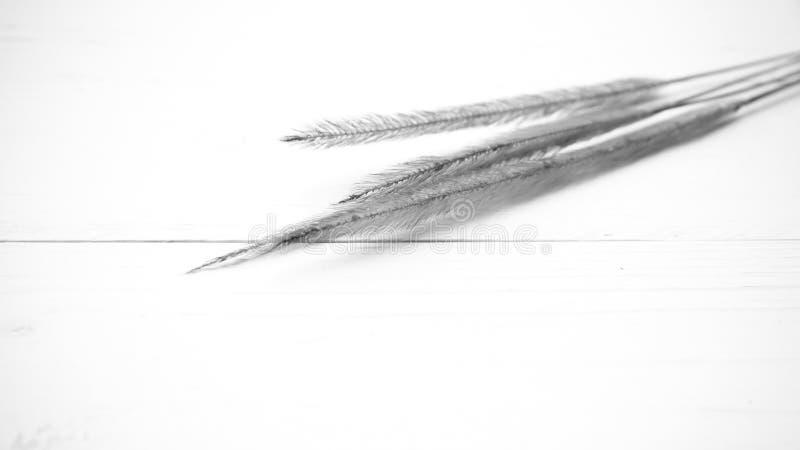 Color Blanco Y Negro Del Trigo Foto de archivo - Imagen de planta ...