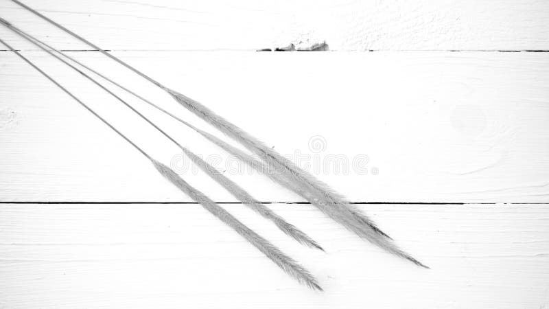 Color Blanco Y Negro Del Trigo Imagen de archivo - Imagen de trigo ...