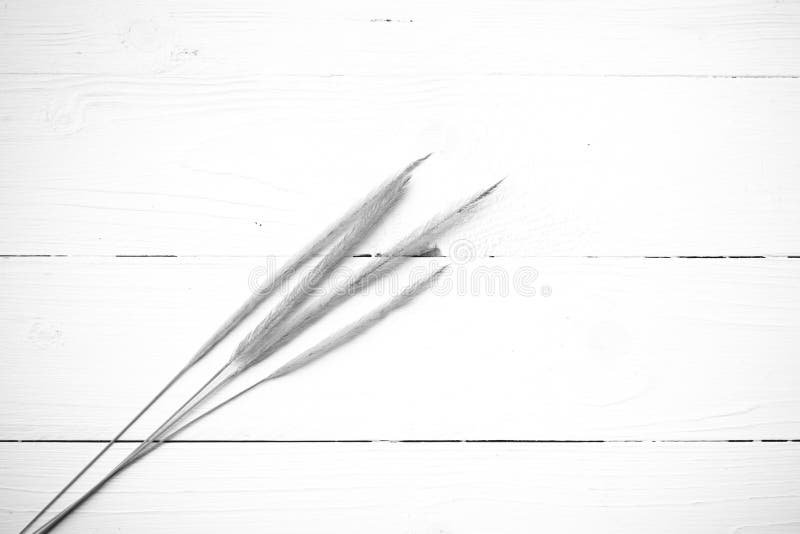 Color Blanco Y Negro Del Trigo Foto de archivo - Imagen de cubo, germen ...