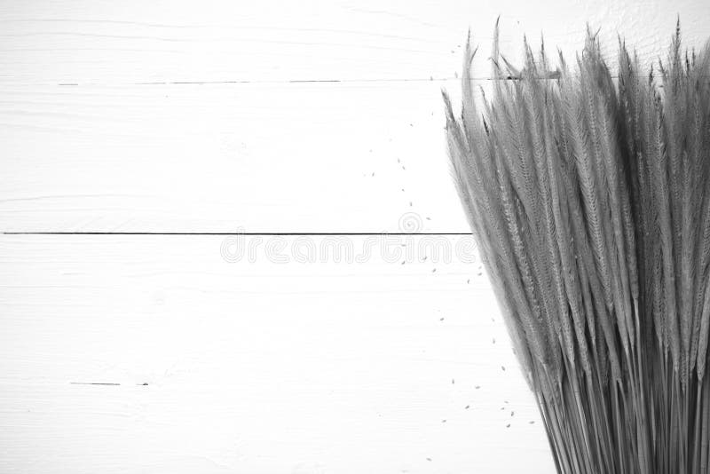 Color Blanco Y Negro Del Trigo Imagen de archivo - Imagen de grano ...