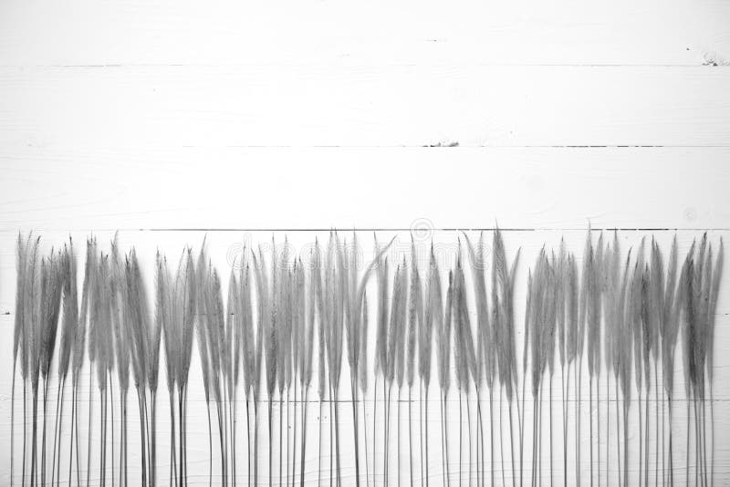 Color Blanco Y Negro Del Trigo Imagen de archivo - Imagen de primer ...