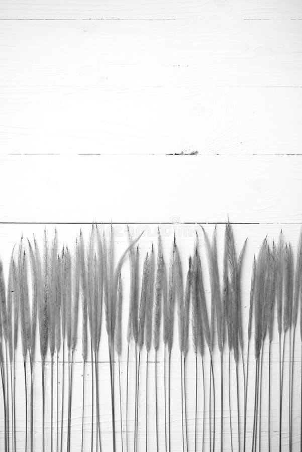 Color Blanco Y Negro Del Trigo Imagen de archivo - Imagen de entero ...