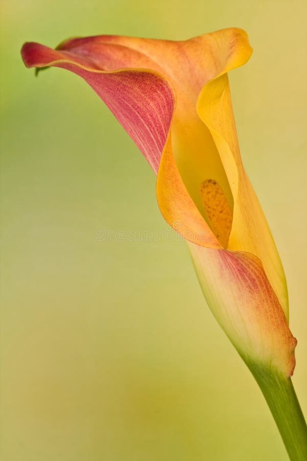 Color bloom stock photo. Image of closeup, colors, detail - 7209426