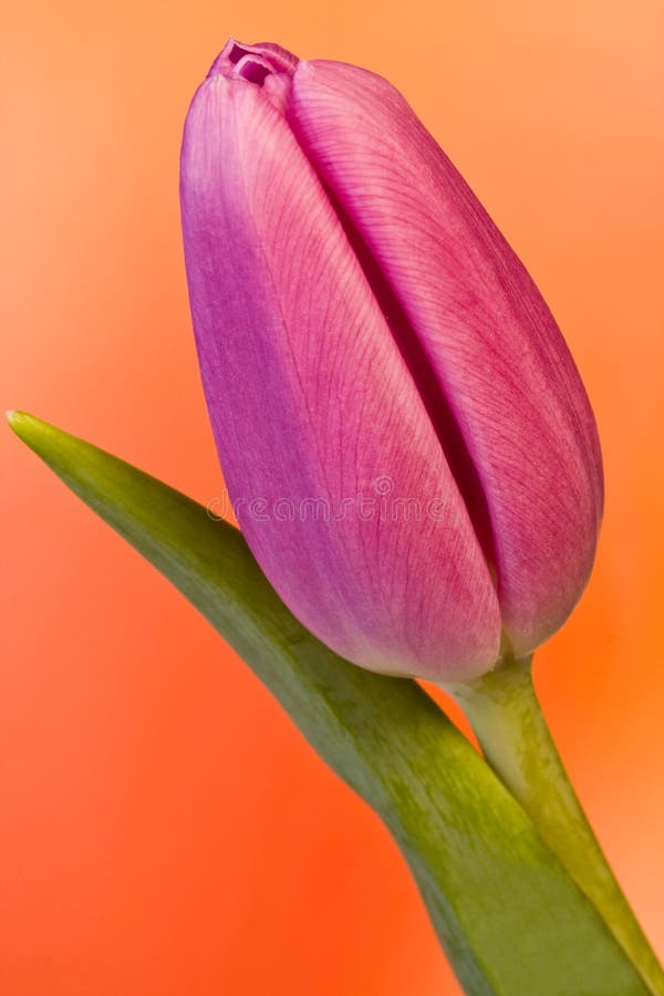 Color bloom stock image. Image of detail, gardening, happy - 7209489