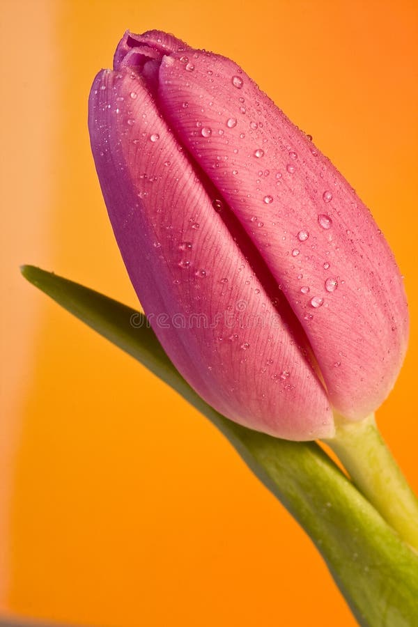 Color bloom with drops stock photo. Image of background - 7209564